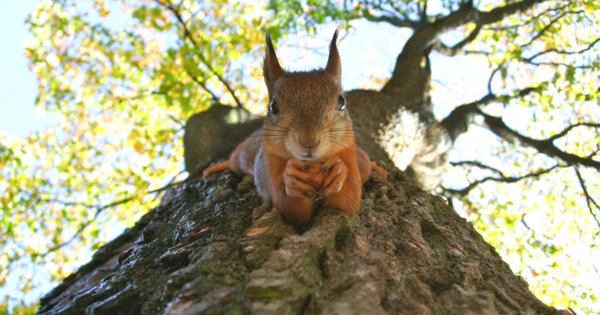 Egernets dag | bib.ballerup
